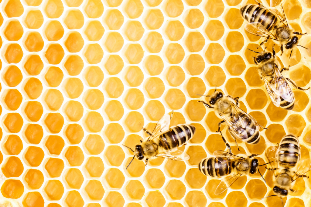 Friends of Animals | A Bird's Eye View of Bees - Friends of Animals