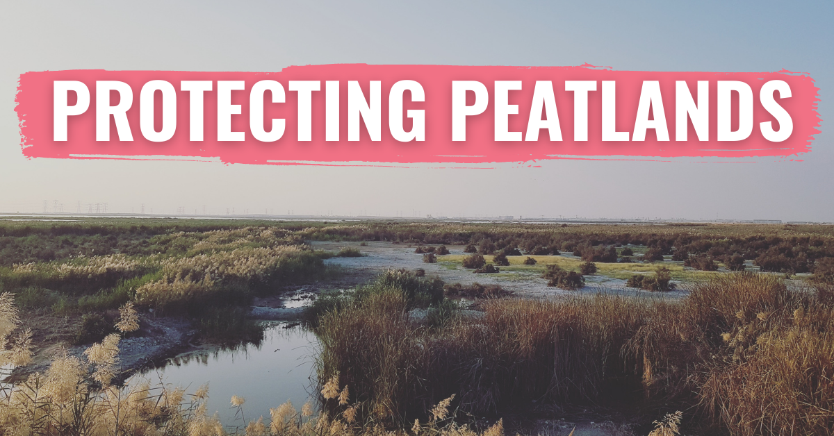 Friends of Animals | For peat’s sake: How peatlands are the world’s ...
