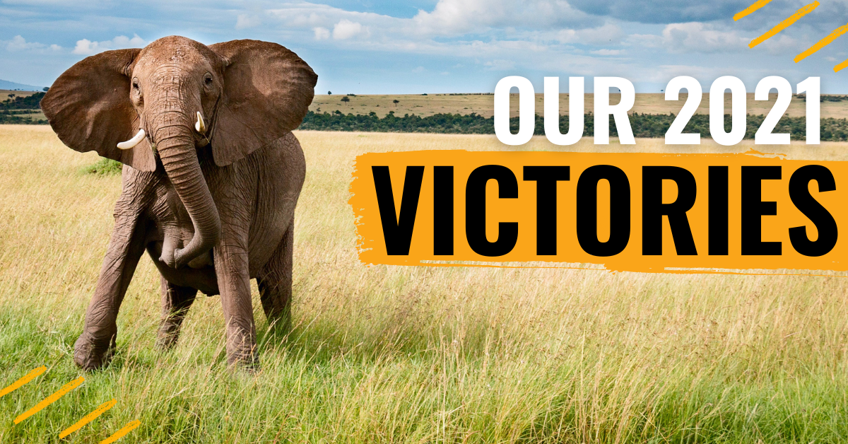 Friends of Animals | What we accomplished for animals in 2021 - Friends ...