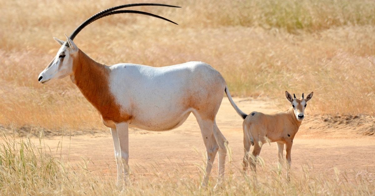 Friends of Animals | Senegal's scimitar-horned oryxes take another step ...