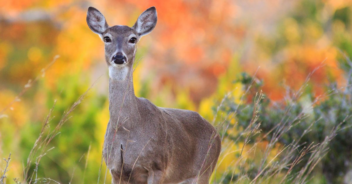 Friends of Animals | Michigan deer need your help - Friends of Animals