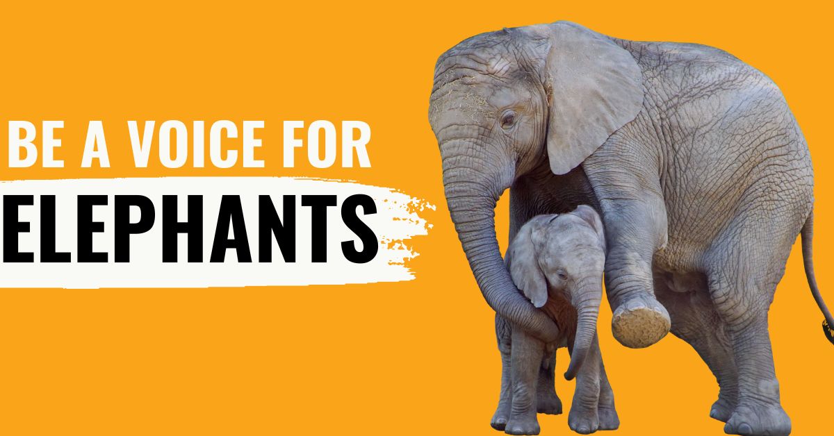 Friends of Animals | Elephants could get better protections thanks to ...