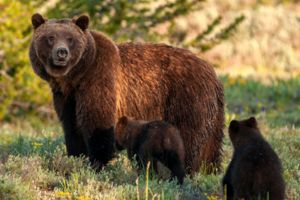Friends of Animals | We need your help to bring grizzly bears back to ...