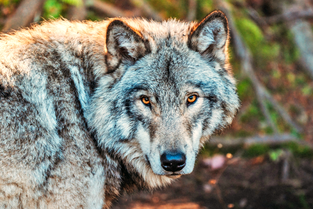 Friends of Animals | Help prevent wolves from being killed in Colorado ...