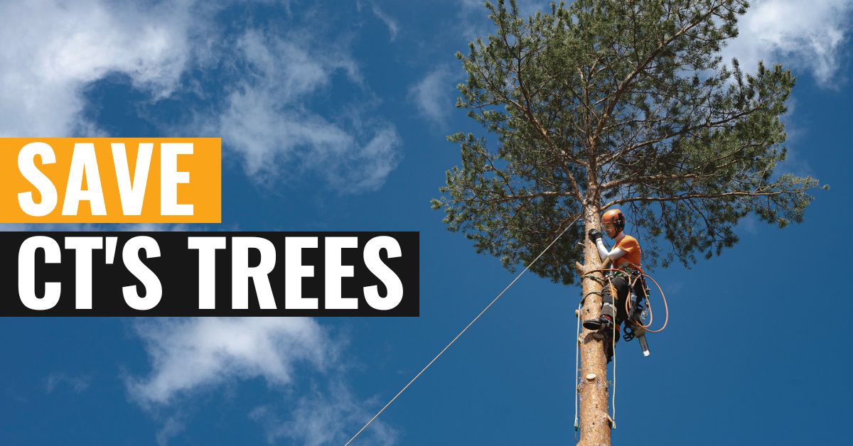 Friends of Animals | It’s high time to halt CT’s assault on trees. Here ...