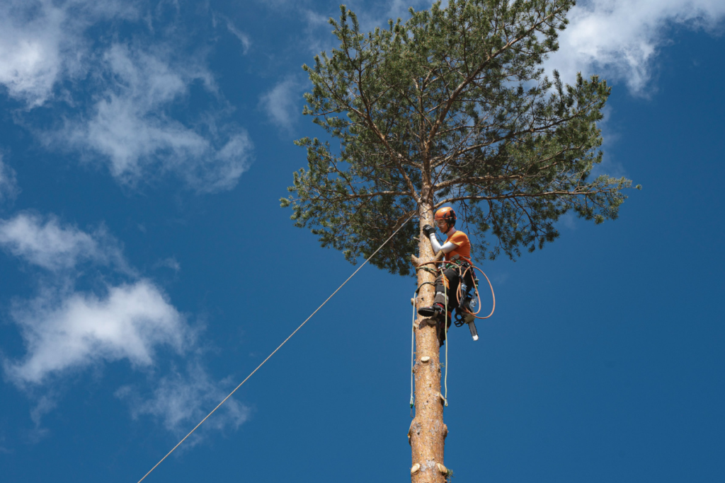 Friends of Animals | It’s high time to halt CT’s assault on trees. Here ...