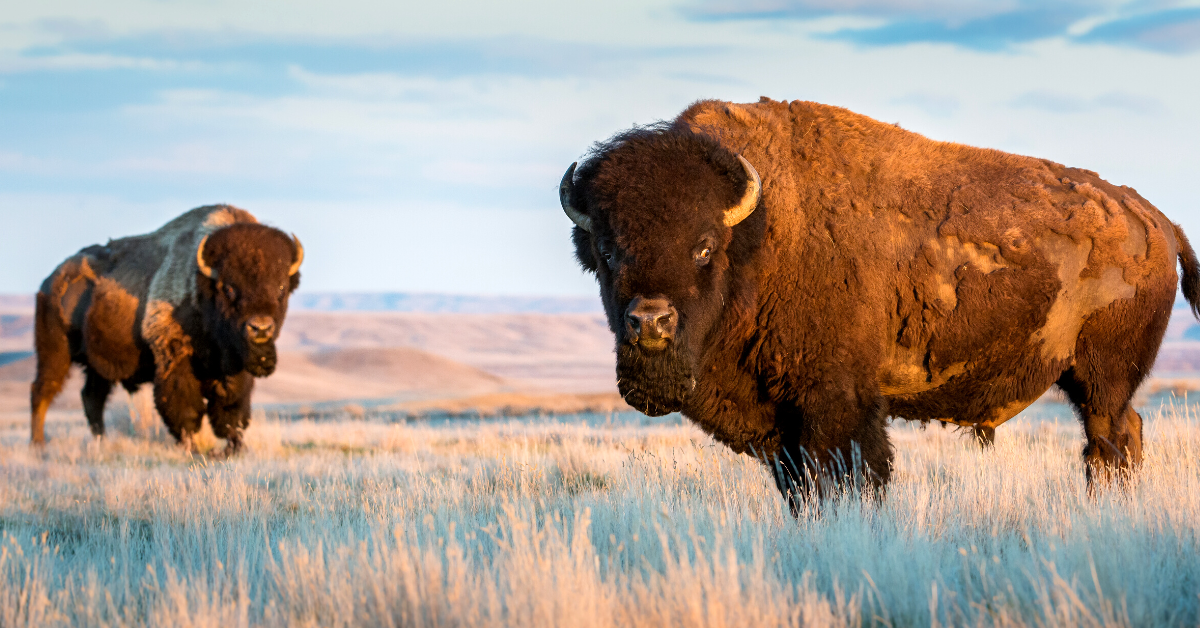 Friends of Animals | Stop the annual slaughter of Yellowstone’s wild ...