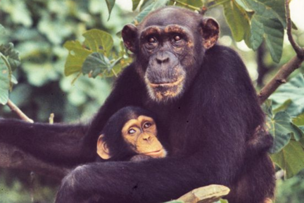 Friends of Animals | Karen: Janis Carter shares an unbreakable ...