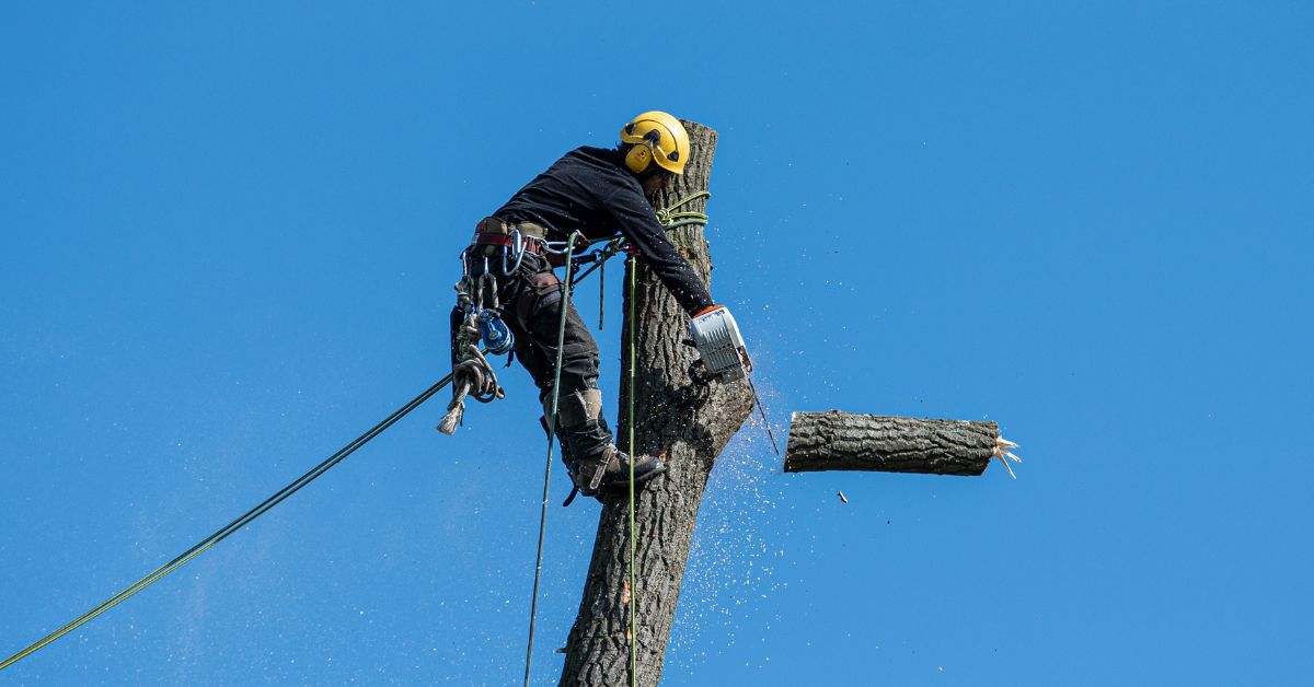 Friends of Animals | It’s high time to halt CT’s assault on trees. Here ...