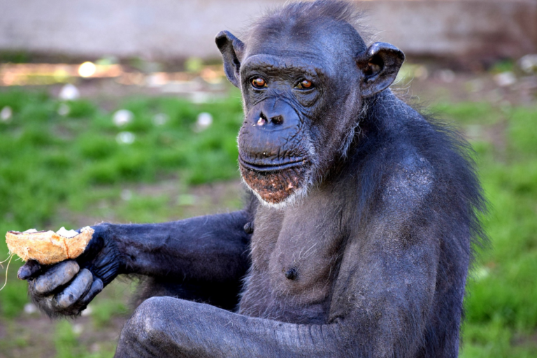 Friends of Animals | Congressman Blumenthal introduces Captive Primate ...