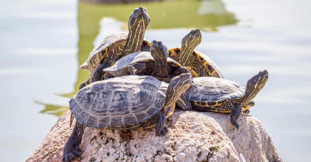 Friends of Animals | Give turtles a break during nesting season by ...