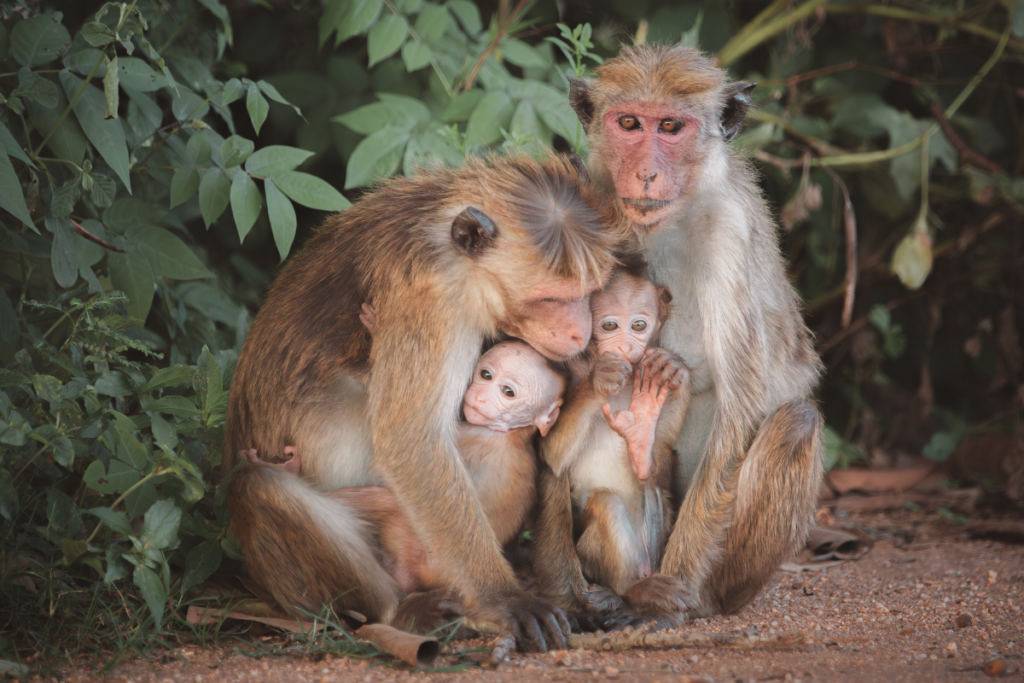 Friends of Animals | Communities rightly slam plans for monkey breeding ...