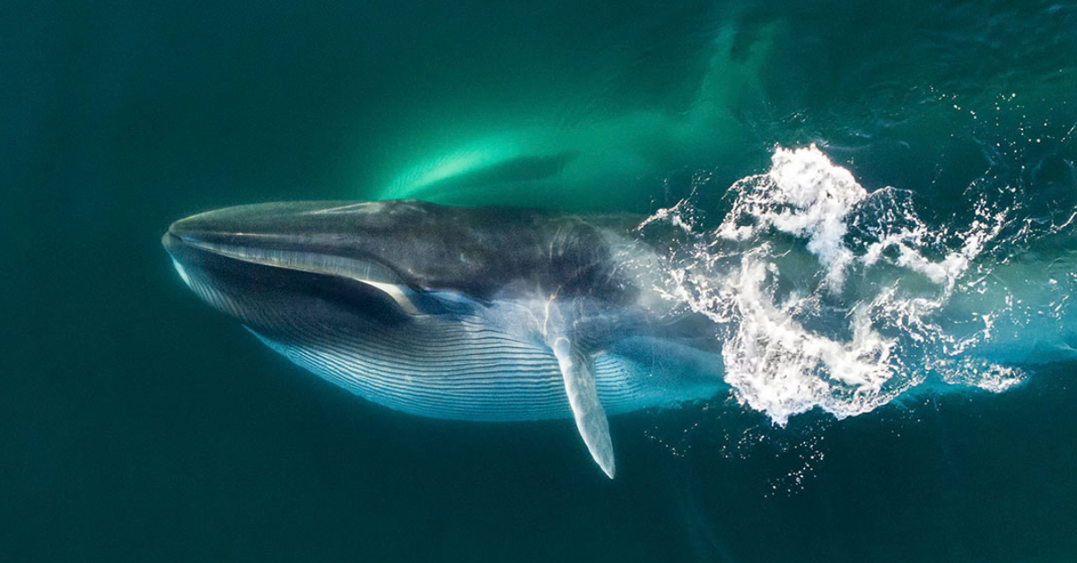 Friends of Animals | Fin whales thriving in Atlantic Ocean off New ...
