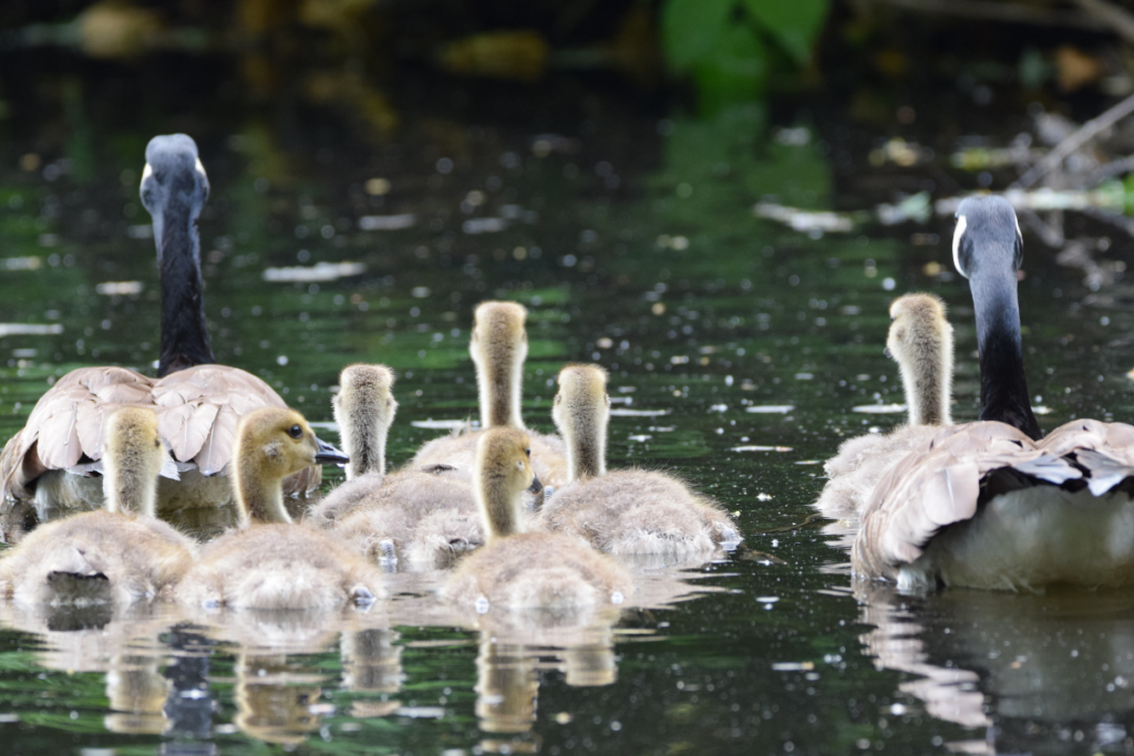 Friends of Animals | FoA sounds off over goose killing scheme - Friends ...