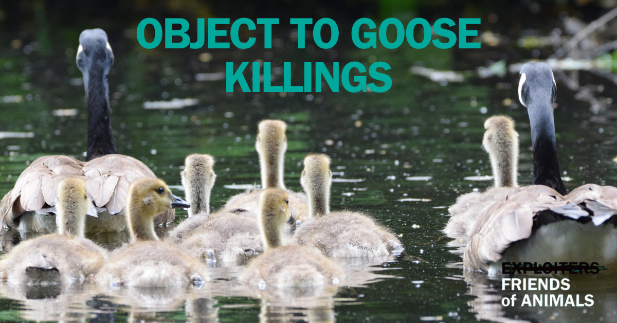 Friends of Animals | FoA sounds off over goose killing scheme - Friends ...