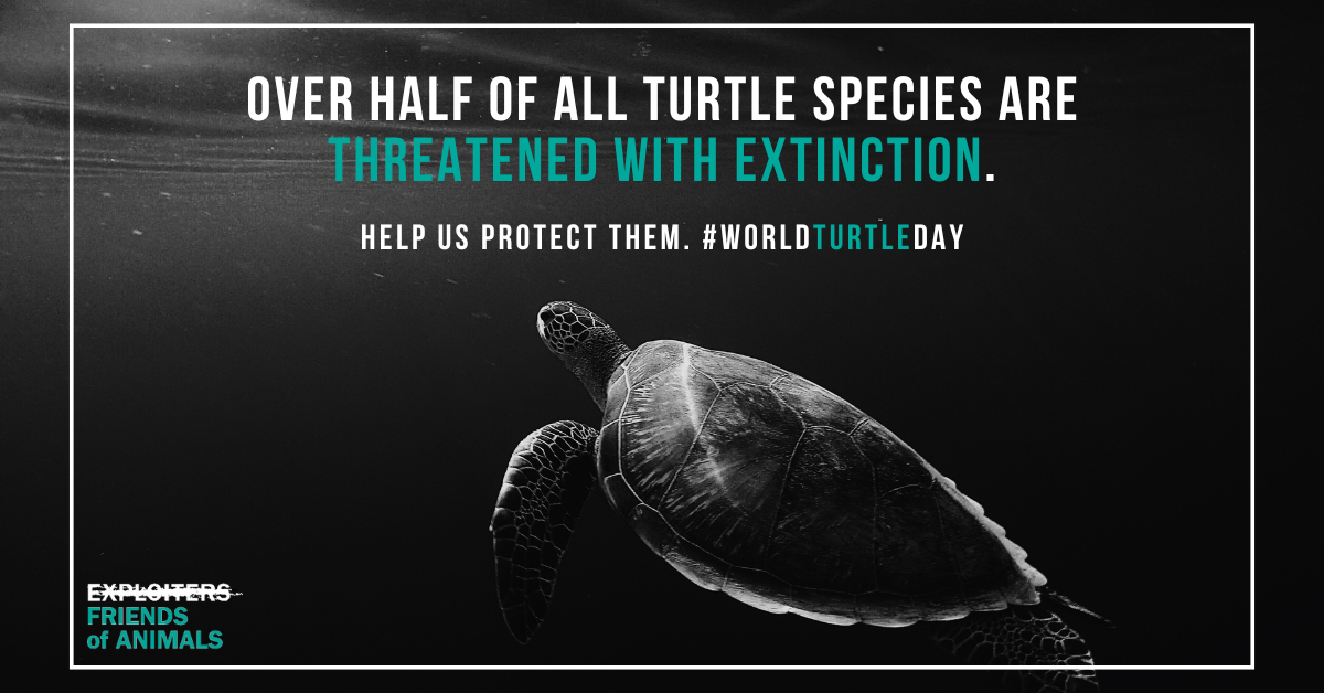 Friends of Animals | ‘Shellebrate’ turtles today and everyday - Friends ...