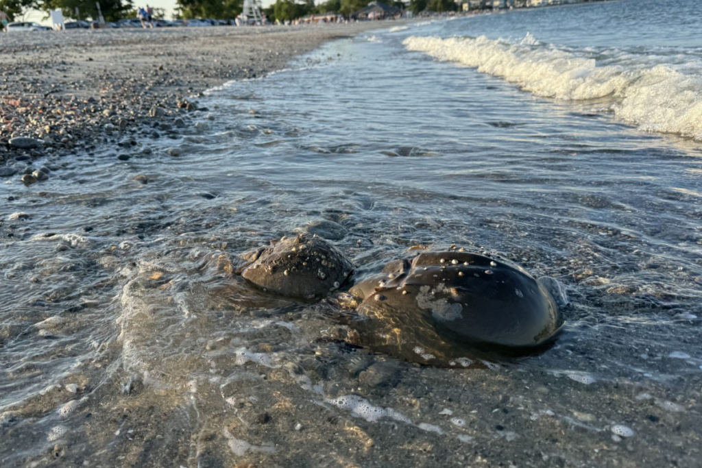 Friends of Animals | New drug standards help horseshoe crabs from ...