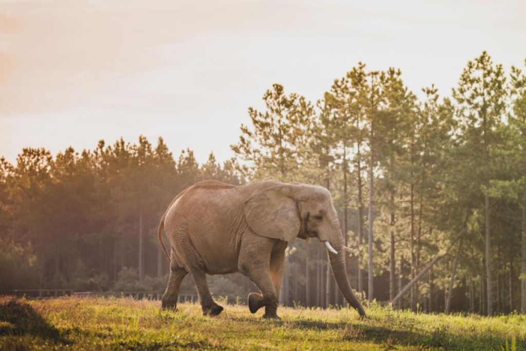 Friends of Animals | Osh the elephant is moving to Tennessee sanctuary ...