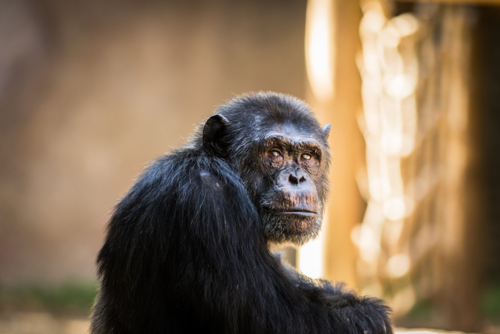 Friends of Animals | Passing the Captive Primate Safety Act should be a ...