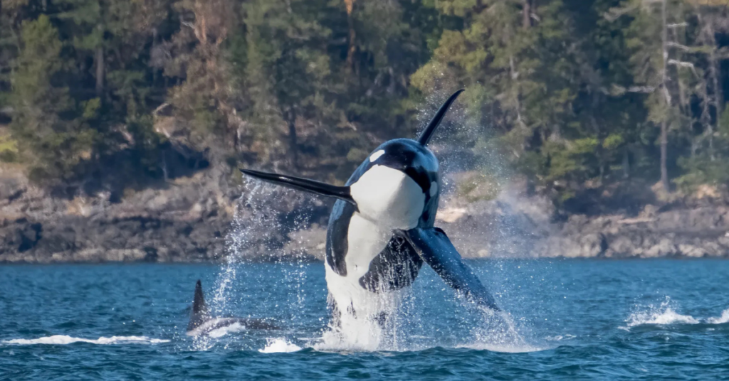 Friends of Animals | Orcas return to Penn Cove for the first time since ...