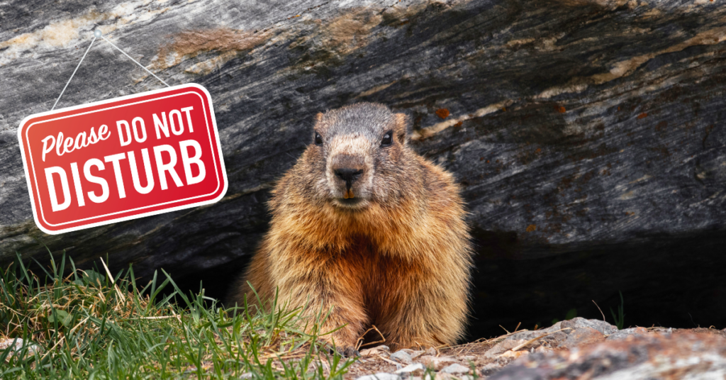 Friends of Animals | Why it’s time for the Groundhog Day tradition to ...