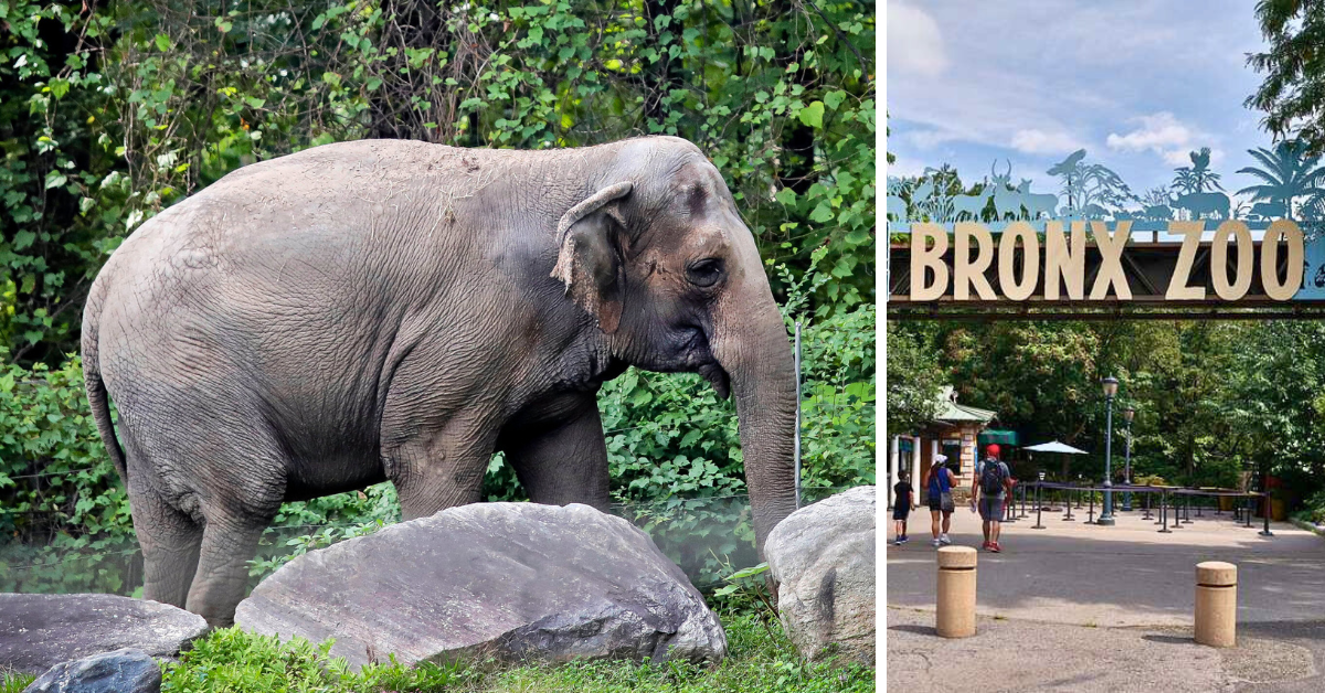 Friends of Animals | NYC Bar Association calls for release of Bronx Zoo ...