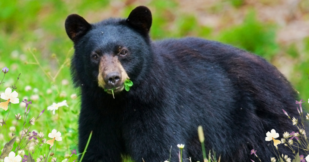 Friends of Animals | Spring cleaning should include bear proofing your ...