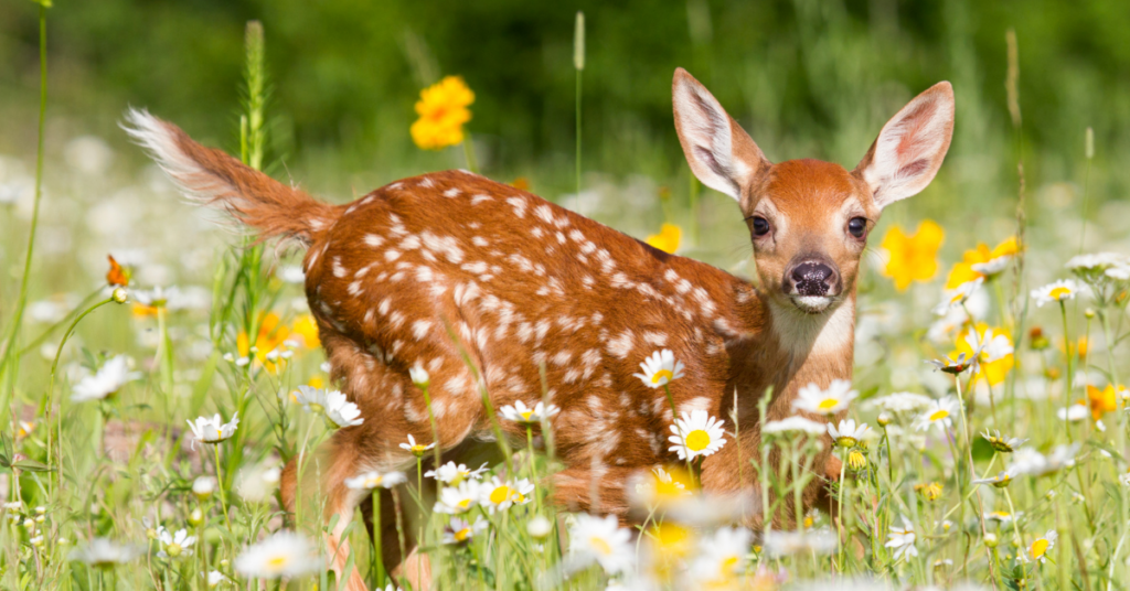 Friends of Animals | Welcoming wildlife this spring: how to support ...