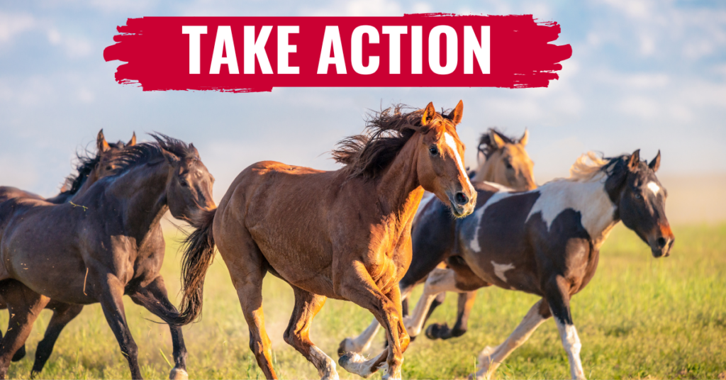Friends of Animals | Protest Project 2025 to keep wild horses and ...