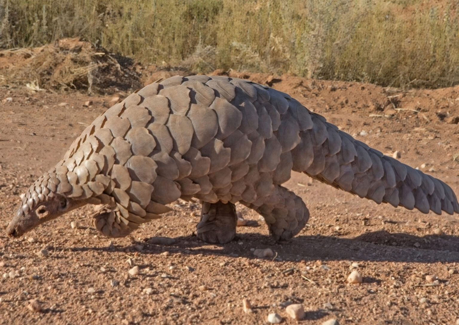 Friends of Animals | On the front lines: Pangolins are having a moment ...