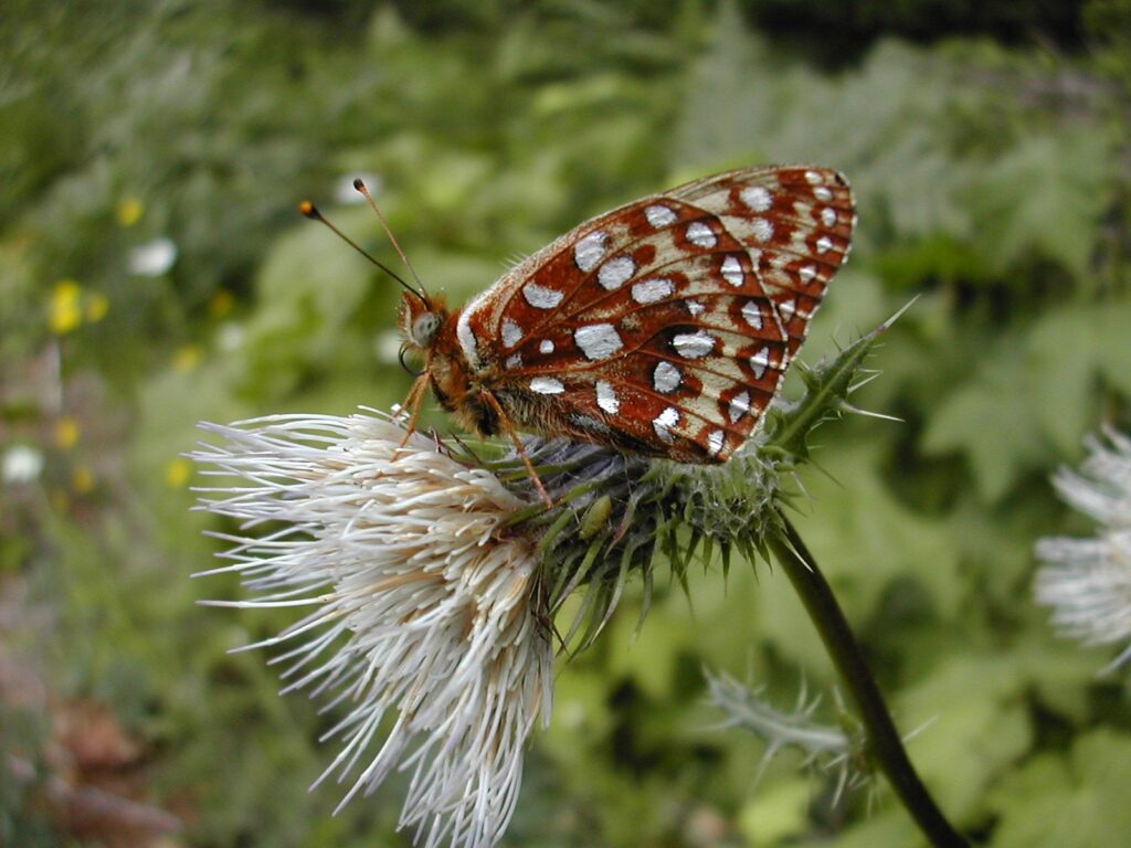 Friends of Animals | A Fragile Existence: For the silverspot butterfly ...