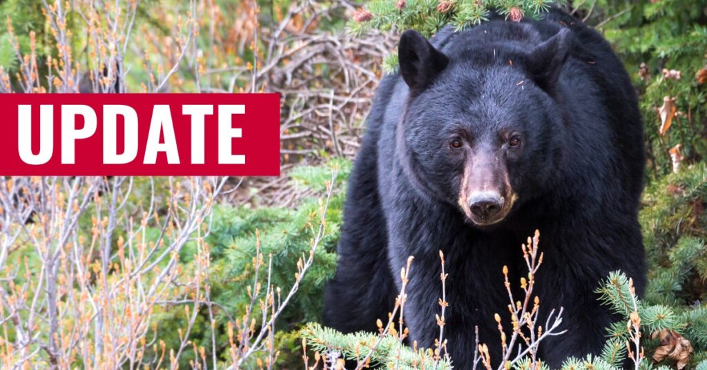 Friends of Animals | Public backlash once again stops CT black bear ...