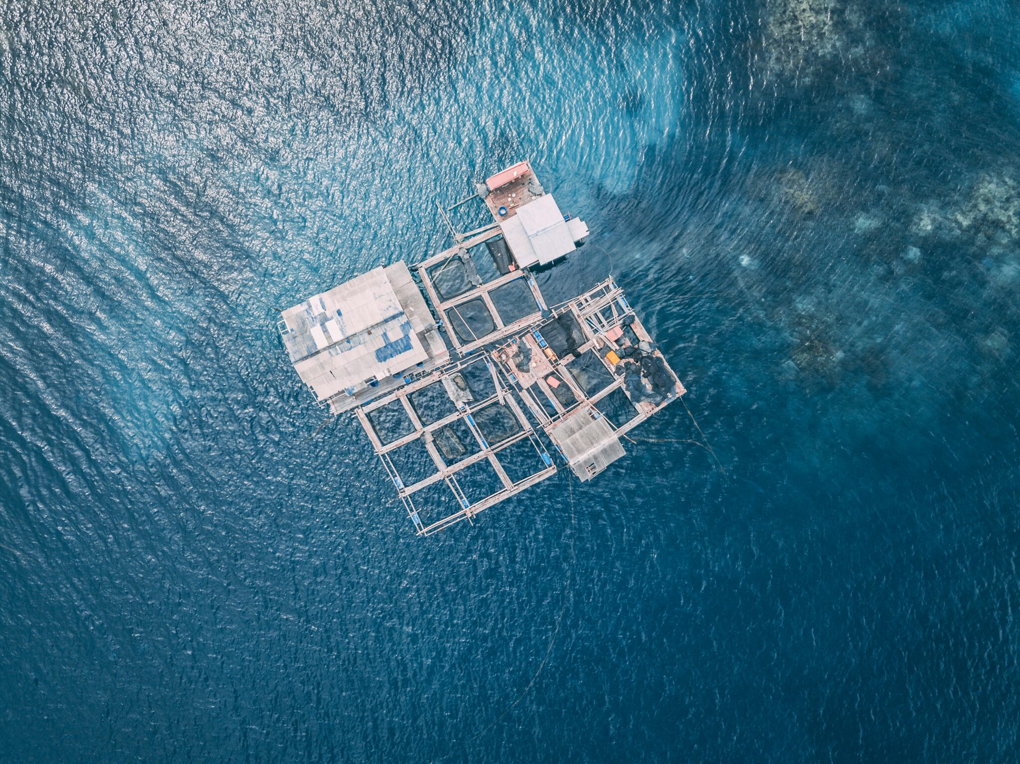 Friends of Animals | FoA continues to sink Ocean Era's fish factory ...