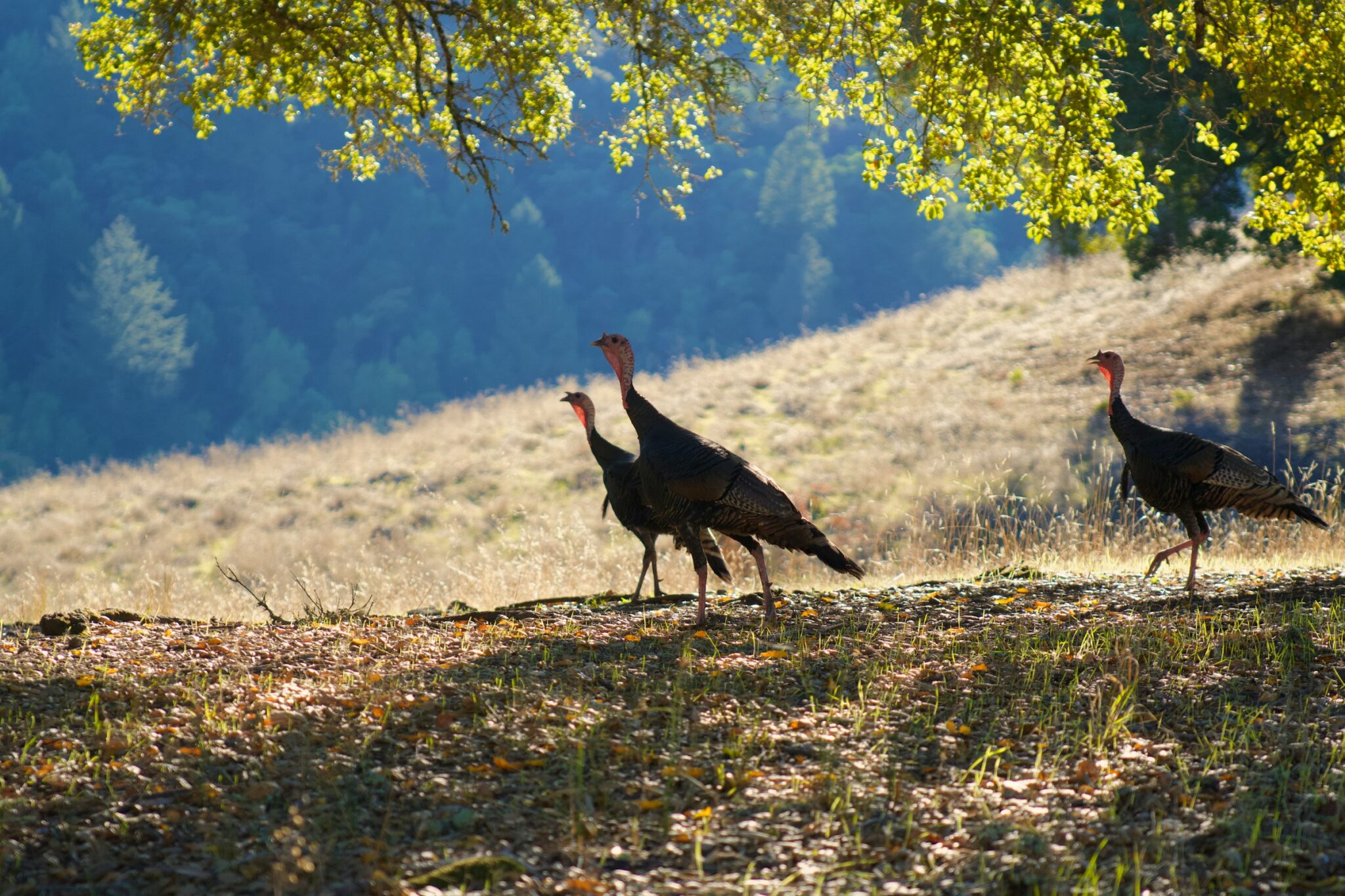 Friends of Animals | Tis the season to be thankful…for wild turkeys ...