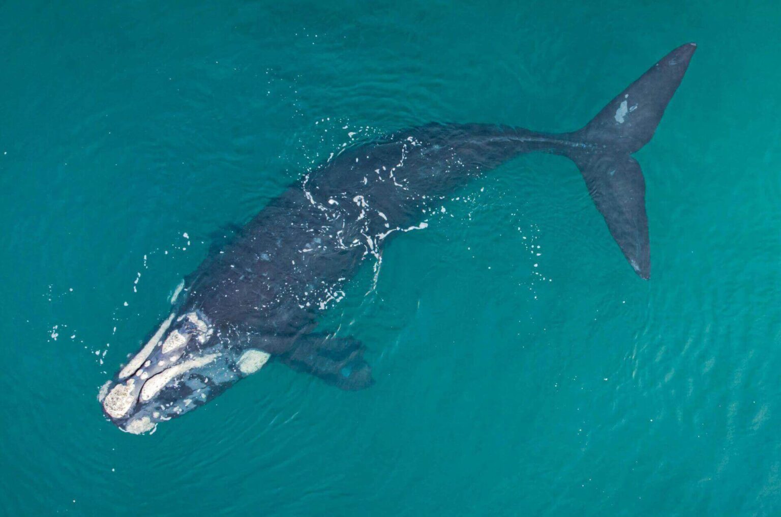 Friends of Animals | Right whale calving season provides hope - Friends ...