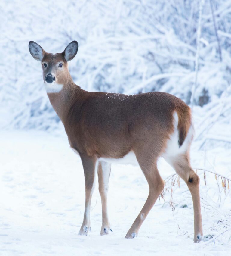Friends of Animals | Where did all the deer go this winter? - Friends ...