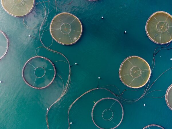 Friends of Animals | FoA continues to sink Ocean Era’s fish factory ...