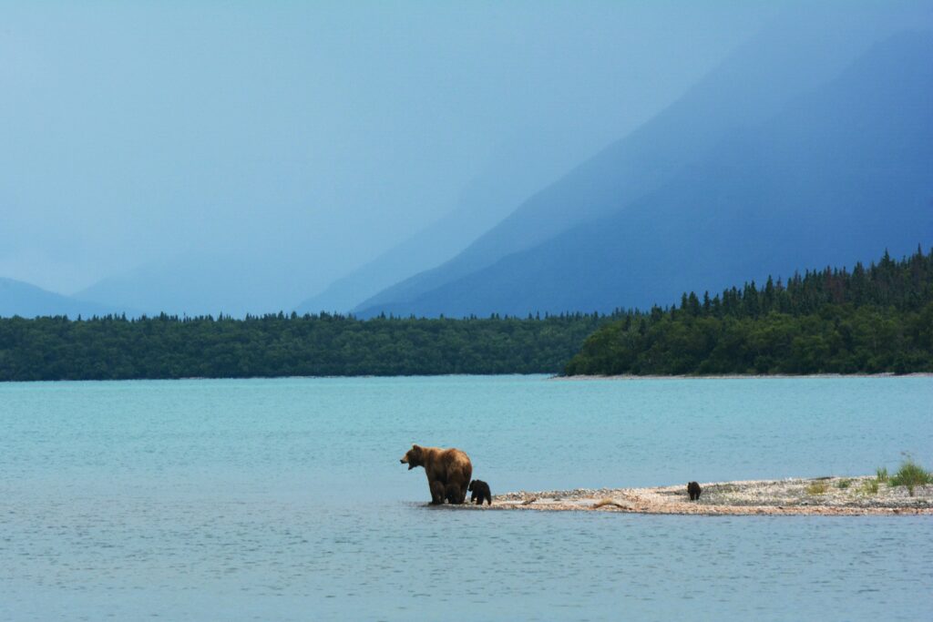Friends of Animals | Stop feds from opening Alaska’s national preserves ...